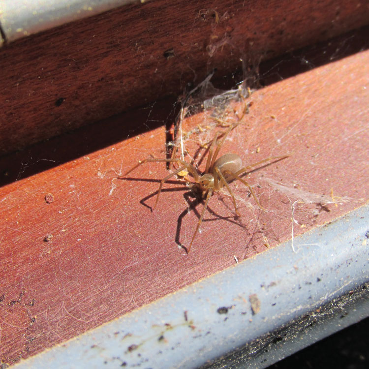 The Benefits of Spiders to Humans - Grit